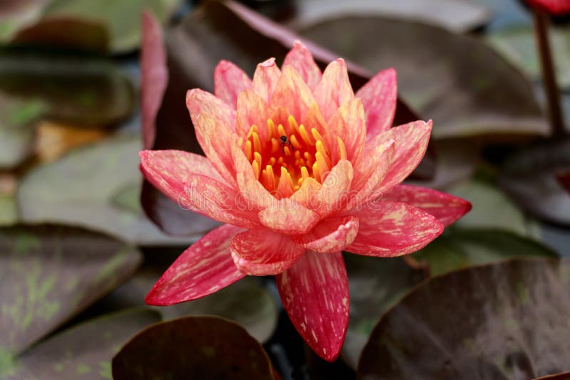 194 Beetle Lotus Stock Photos - Free & Royalty-Free Stock Photos from ...