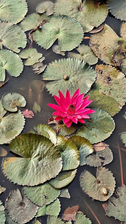 The Red Lotus Flower Alone on the Surface of the Pond Displays Both ...