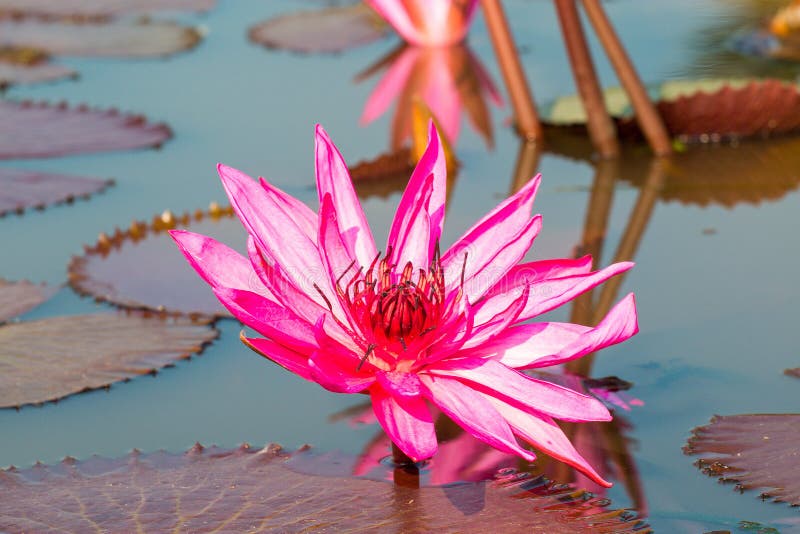 Red lotus flower blooming. stock photo. Image of beauty - 105870408