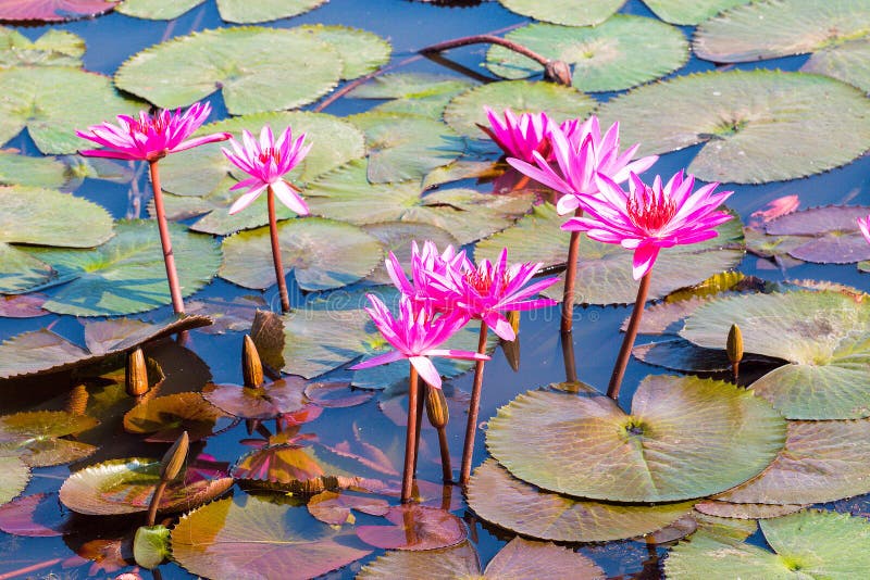 Red lotus flower blooming. stock photo. Image of lotus - 105870600