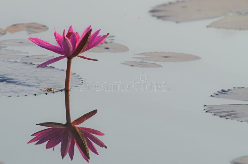 Red lotus flower stock image. Image of botanical, detail - 31587797