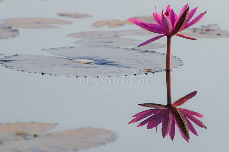 Red lotus flower stock image. Image of close, light, beauty - 31587831