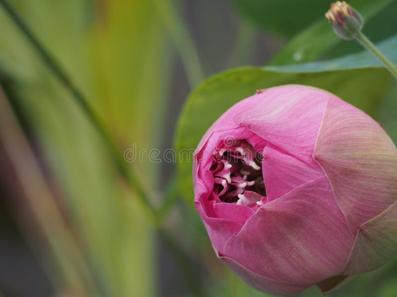 Red lotus flower stock image. Image of exotic, biology - 91645577
