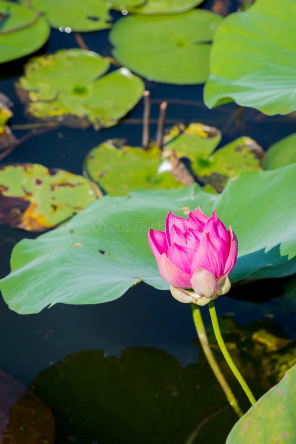 A red lotus flower stock image. Image of pond, bloom - 47330265