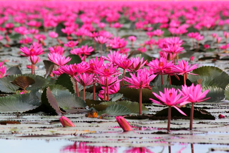 Red Lotus Flower in the Pond Stock Photo - Image of blossom, closeup ...