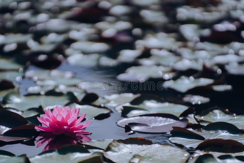 Red Lotus Flowers Blooming in the Pond in Summer Stock Photo - Image of ...