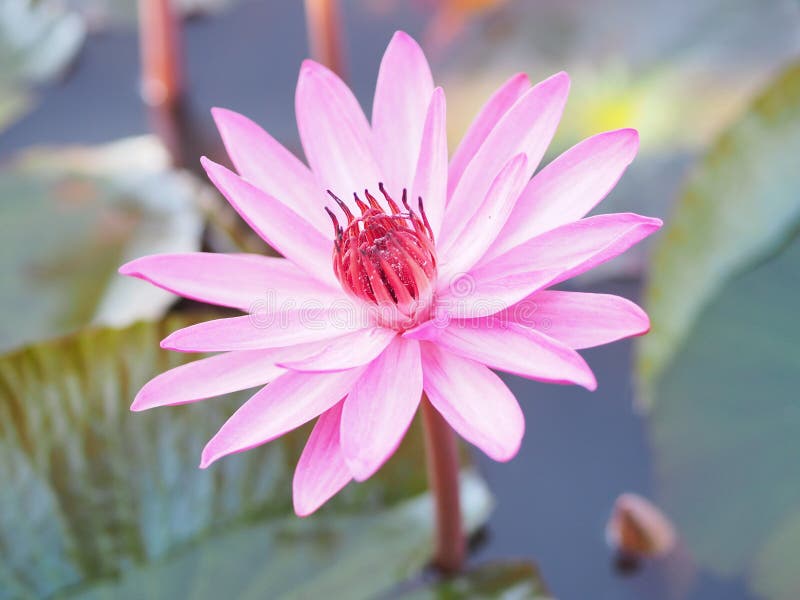 Red lotus stock image. Image of blue, asian, alternate - 86496711