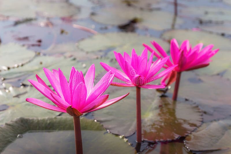 Red lotus stock image. Image of asia, beautiful, lotus - 112534335