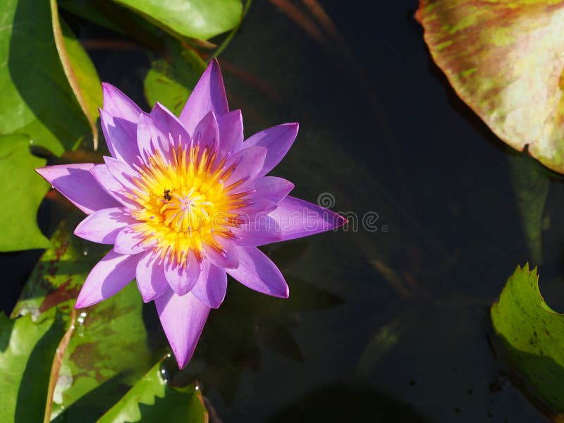 Red Lotus Pond Blooming Lotus Stock Image - Image of pond, flower: 68480947