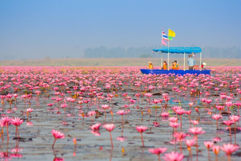 Red lotus in the pond stock photo. Image of flower, waterlily - 44468162