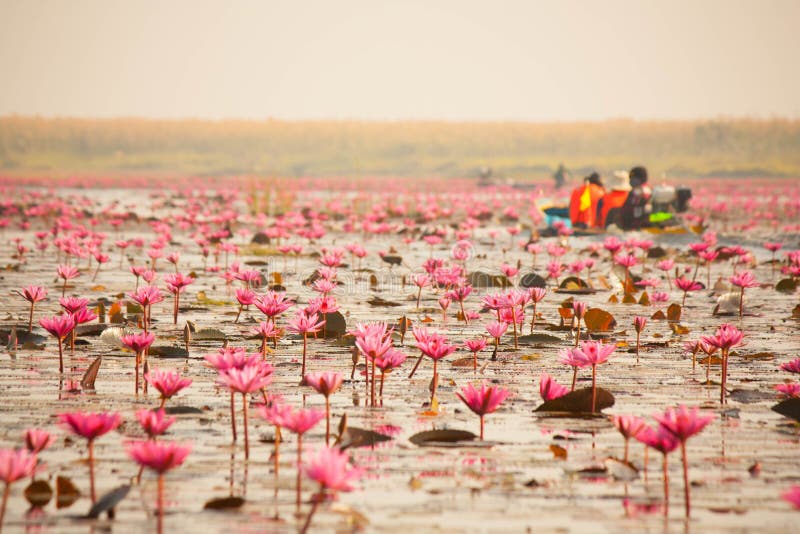 Red lotus in the pond stock image. Image of beautiful - 44468157