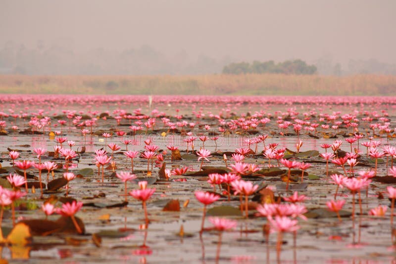 Red Lotus in the Pond at Kumphawapi, Udonthani, Thailand Stock Photo ...