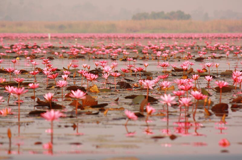 Red Lotus in the Pond at Kumphawapi, Udonthani, Thailand Stock Image ...