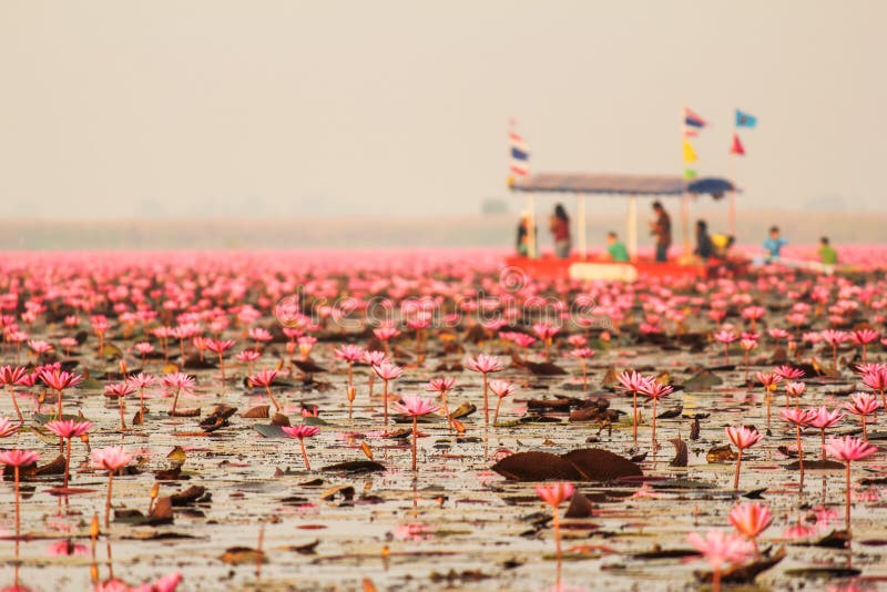 Red Lotus in the Pond at Kumphawapi, Udonthani, Thailand Stock Image ...
