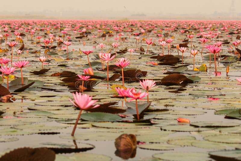 Red Lotus in the Pond at Kumphawapi, Udonthani, Thailand Stock Image ...