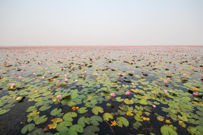 Red Lotus in the Pond at Kumphawapi, Udonthani, Thailand Stock Image ...