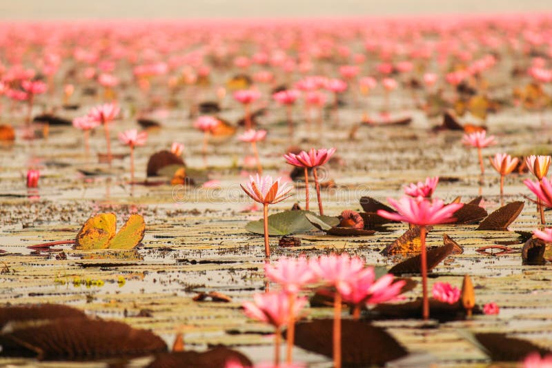 Red Lotus in the Pond at Kumphawapi, Udonthani, Thailand Stock Image ...