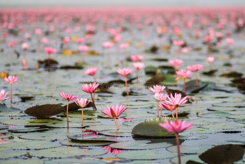 Red Lotus in the Pond at Kumphawapi, Udonthani, Thailand Stock Image ...
