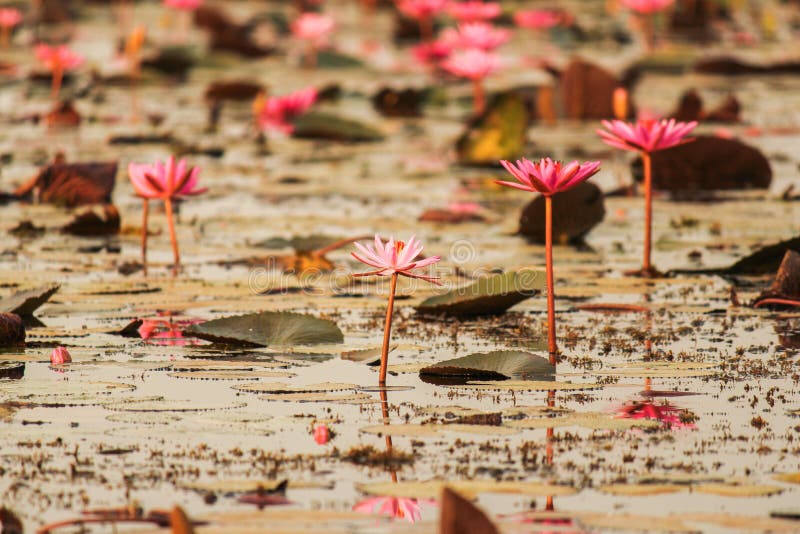 Red Lotus in the Pond at Kumphawapi, Udonthani, Thailand Stock Image ...