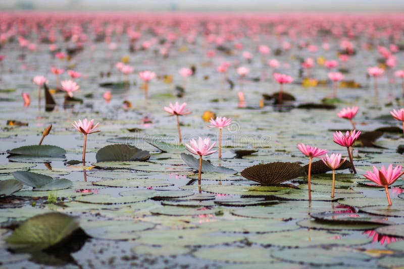 Red Lotus in the Pond at Kumphawapi, Udonthani, Thailand Stock Photo ...