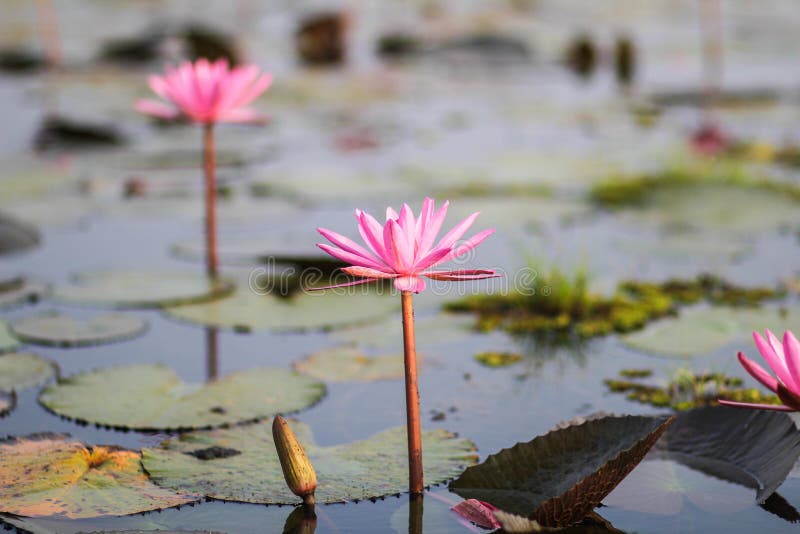 Red Lotus in the Pond at Kumphawapi, Udonthani, Thailand Stock Image ...