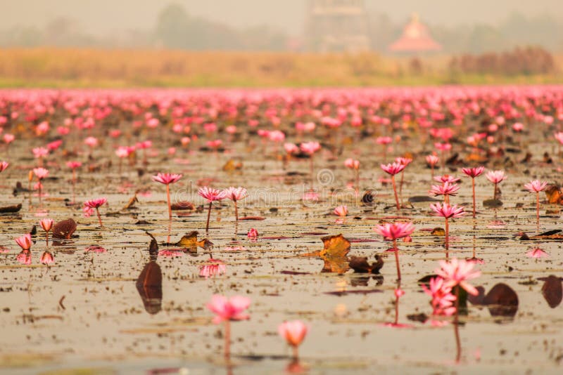Red Lotus in the Pond at Kumphawapi, Udonthani, Thailand Stock Image ...