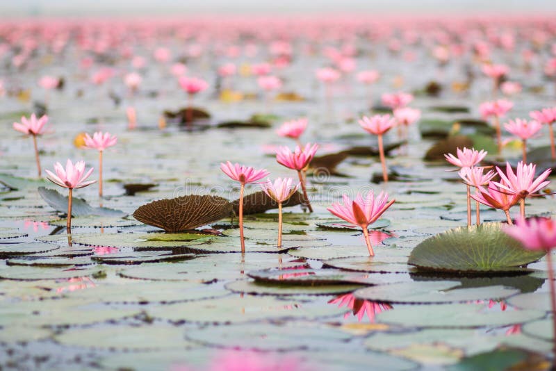 Red Lotus in the Pond at Kumphawapi, Udonthani, Thailand Stock Image ...