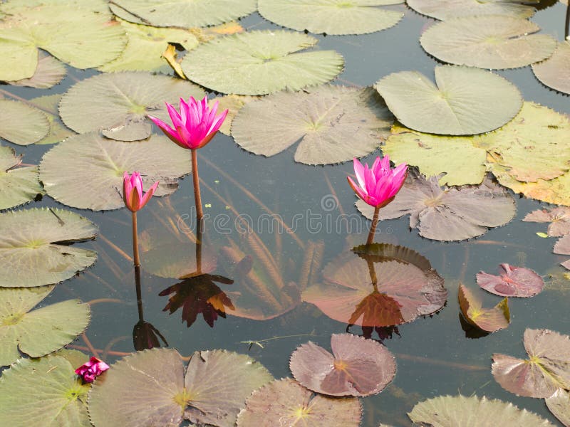 Red Lotus in the Pond at Wapi Pathum. Maha Sarakham,Thailand Stock ...