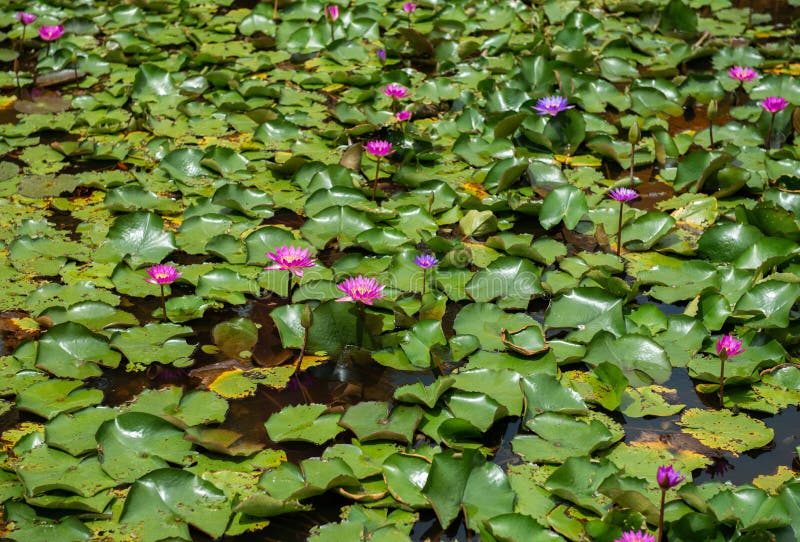 Red lotus in the pool stock photo. Image of lily, landscape - 184319318