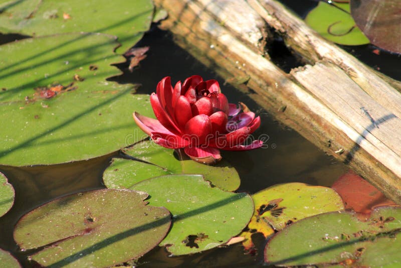 Red Lotus stock photo. Image of water, petal, leaf, pond - 282035274