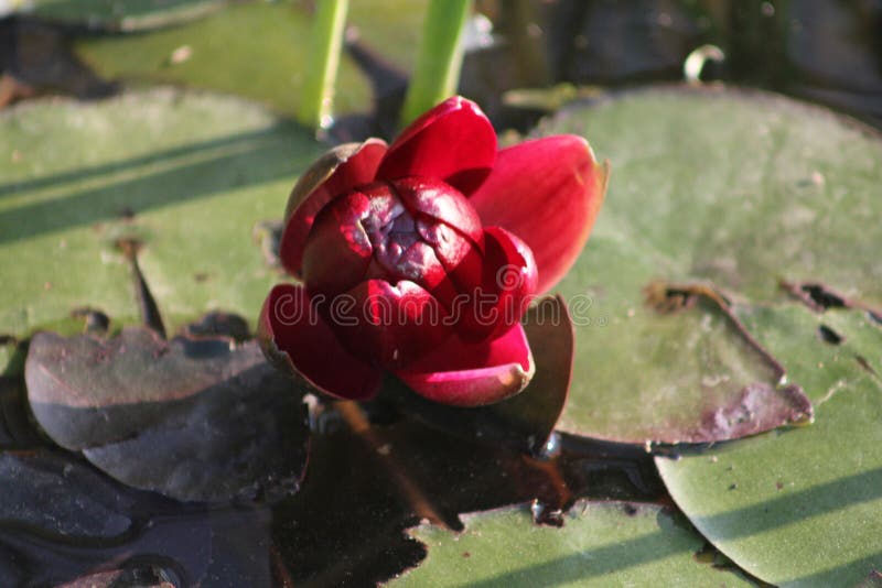 Red Lotus stock photo. Image of pond, bloom, flower - 282035420