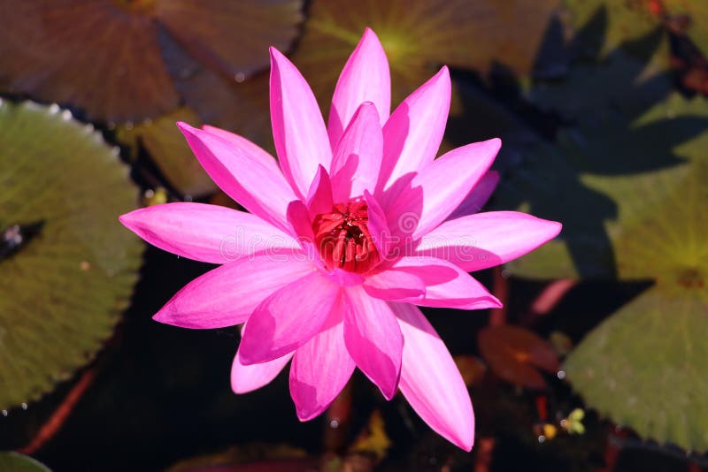 Red Lotus at Red Lotus Sea - Thailand Stock Photo - Image of flower ...
