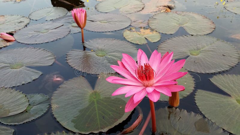 Red Lotus Sea stock image. Image of water, floristry - 64110895