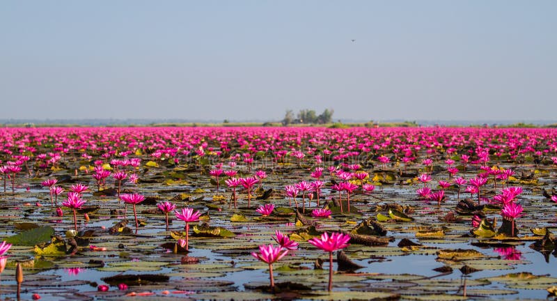 Red lotus sea stock photo. Image of finance, nature - 178626290