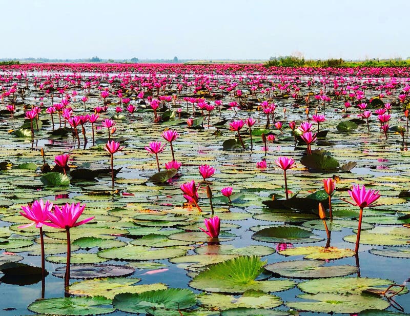 Red Lotus stock image. Image of scenery, lake, lotus - 112893639