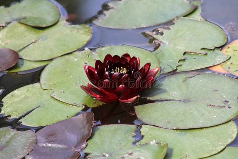 Red Lotus stock image. Image of flower, water, wildflower - 282034935