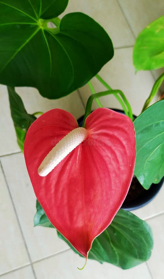 The Red Love Flower stock image. Image of green, pink - 223508433