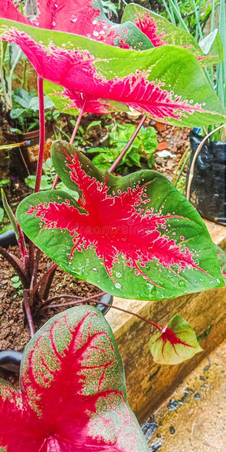 Red Love-shaped Plants for Ornamental Plants in Front of the House ...