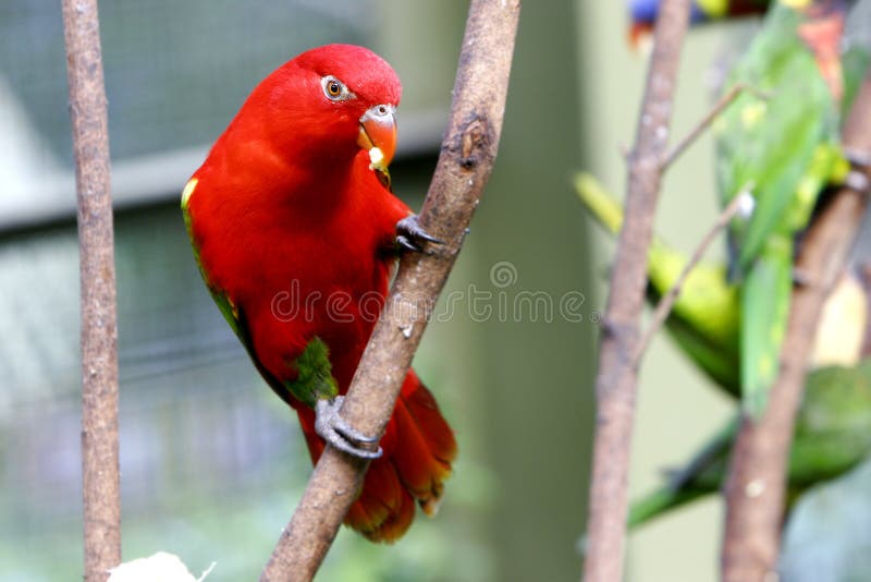 Red lovebird on tree stock photo. Image of colourful, feathers - 1771238