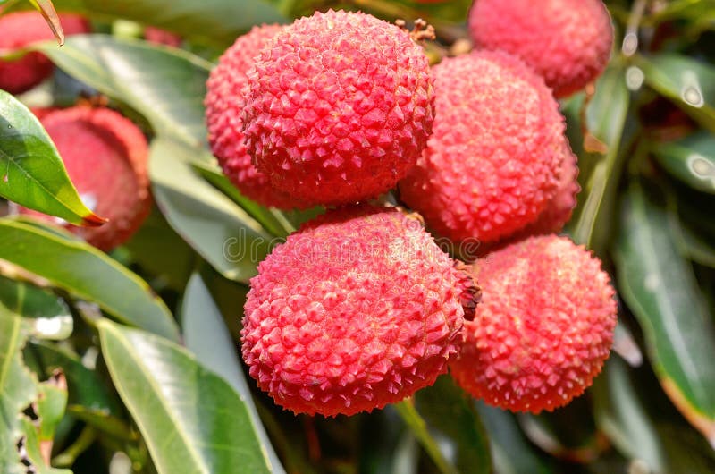 Red Lychee stock photo. Image of healthy, juicy, close - 42004898