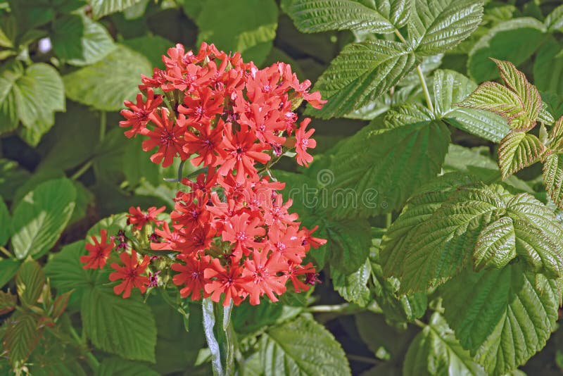 Red Lychnis Chalcedonica Flower Stock Image - Image of lychnis, bristol ...