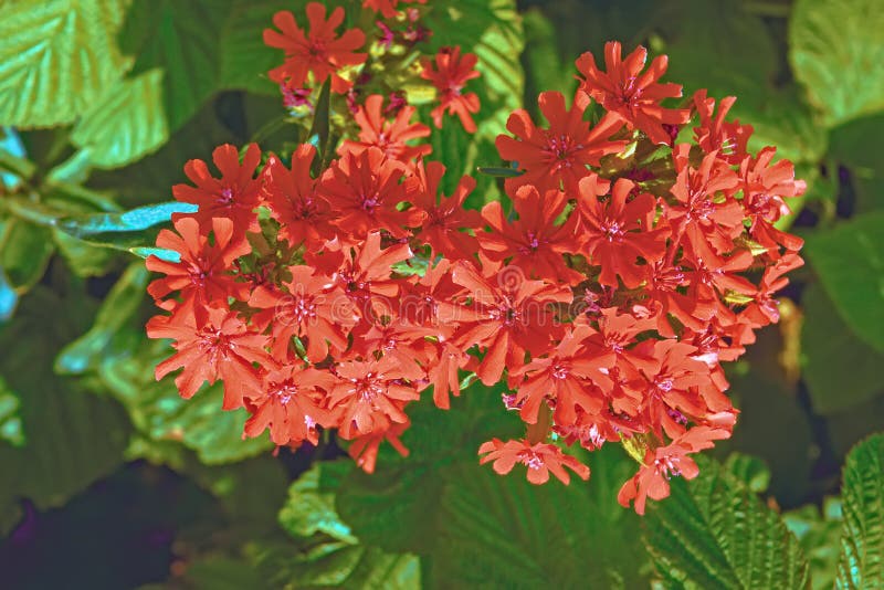 Red Lychnis Chalcedonica Flower Stock Image - Image of blossom ...
