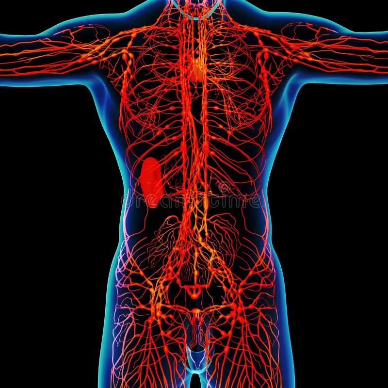 Lymphatic system stock illustration. Illustration of vessel - 35958456