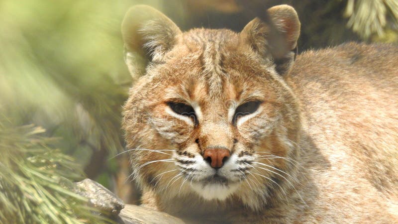Red lynx. stock photo. Image of animals, nature, trees - 177687516