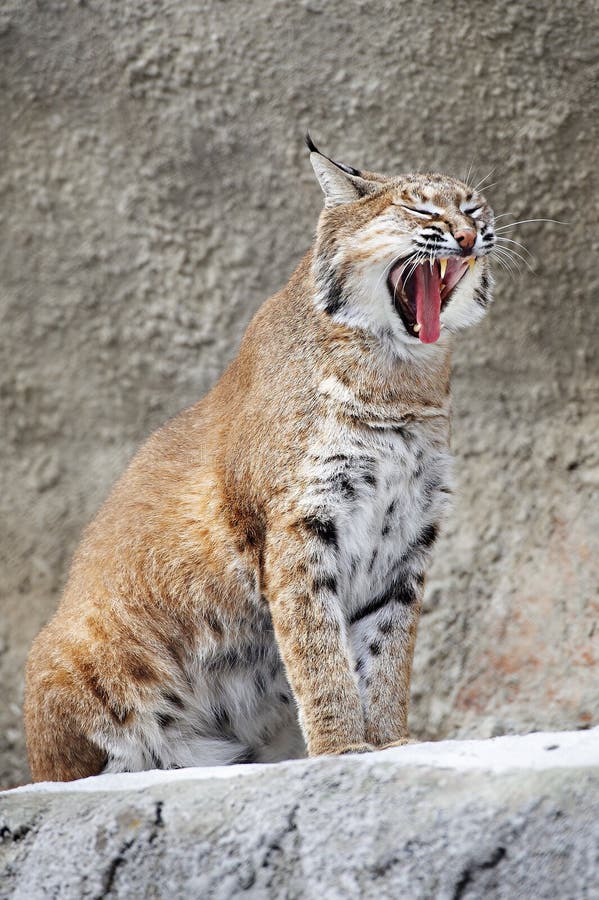 Red Lynx on a rock stock photo. Image of conservation - 16159164
