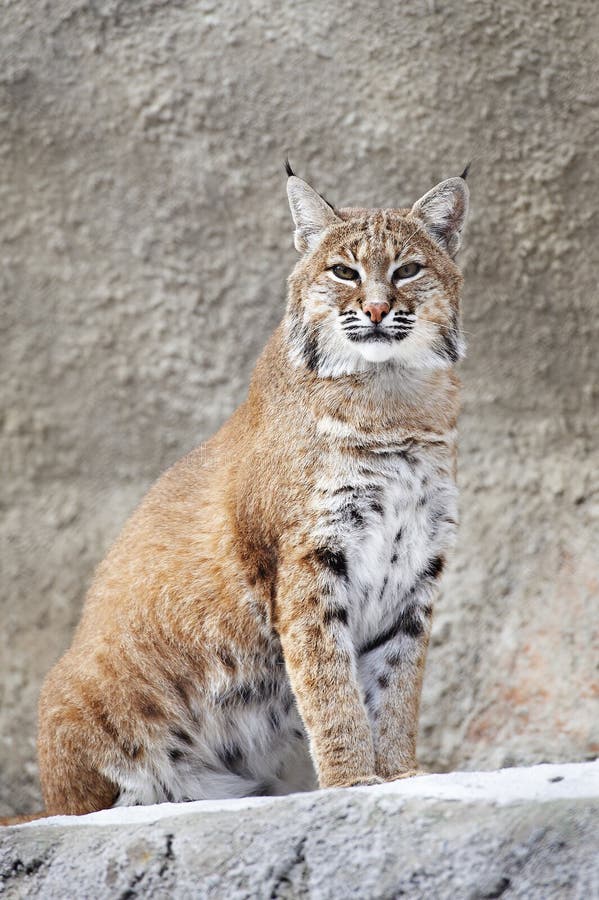 Red Lynx on a rock stock photo. Image of brown, mammal - 16159174