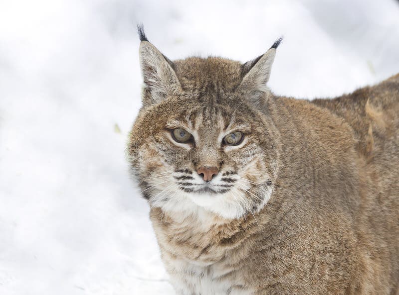 Red lynx stock photo. Image of lynx, tassels, hair, winter - 99343130