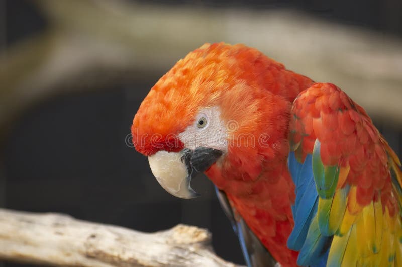 Red Macaw stock photo. Image of watching, colored, wild - 1409888