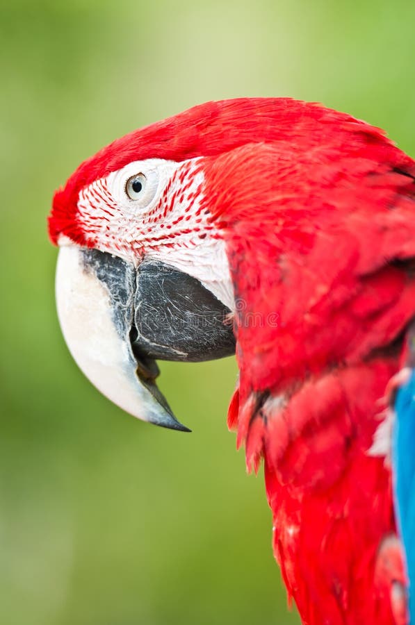 Red macaw stock photo. Image of domestic, bird, pacific - 20450892