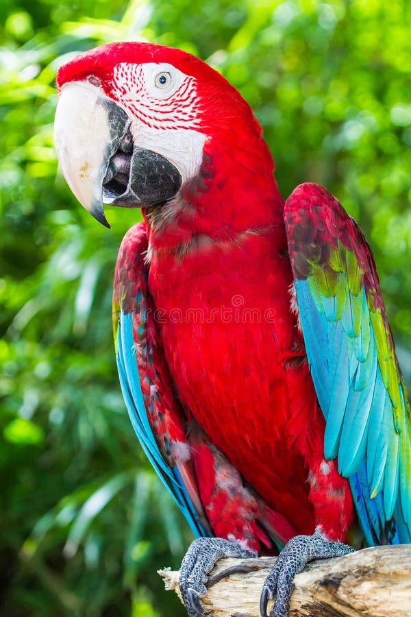 Red macaw stock photo. Image of animal, bright, camera - 28909554